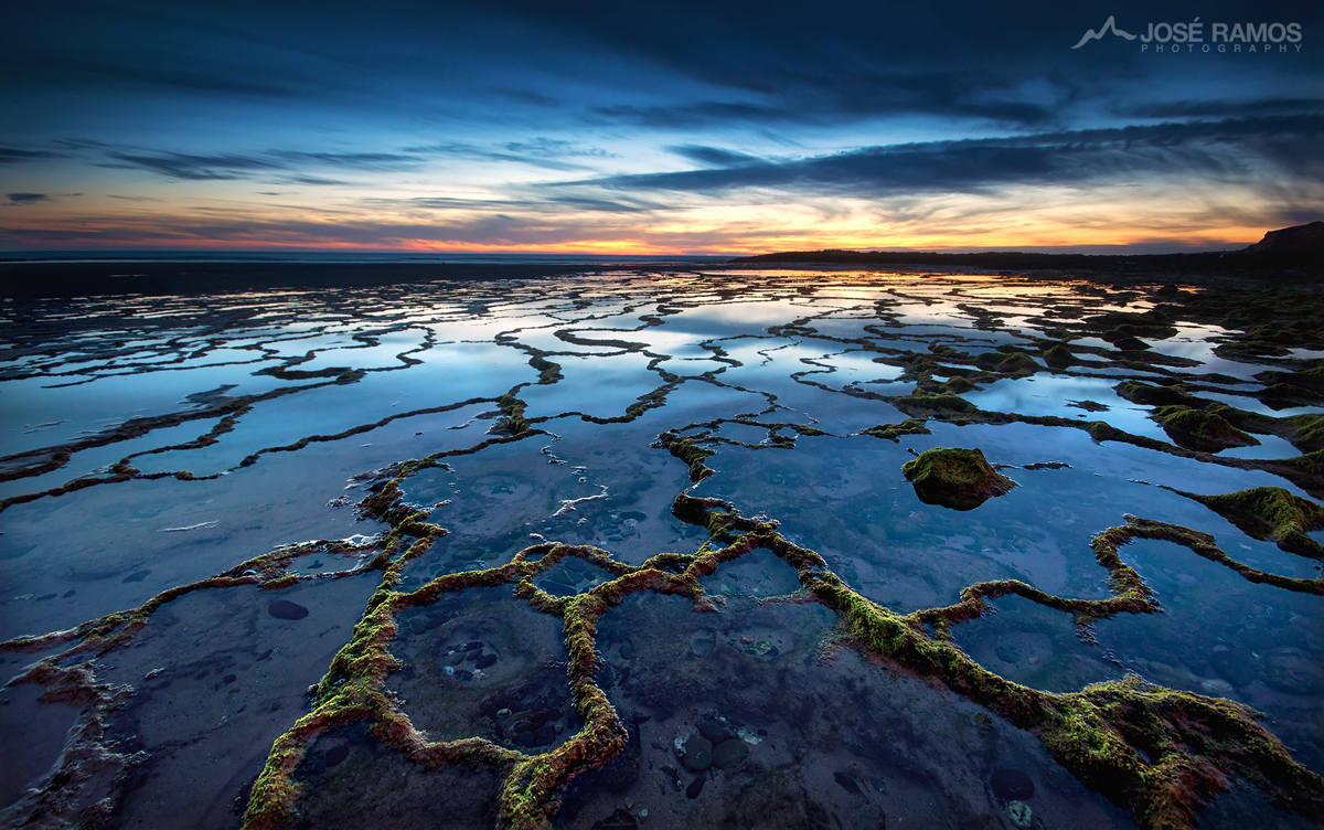 Natural Networks IV – José Ramos Photography